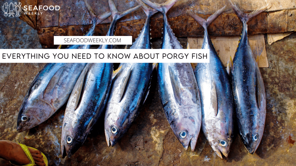 Everything You Need To Know About Porgy Fish