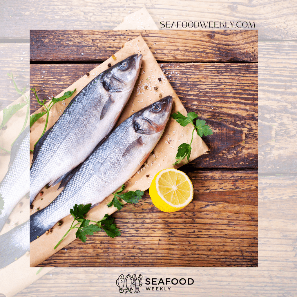 Everything You Need To Know About Porgy Fish