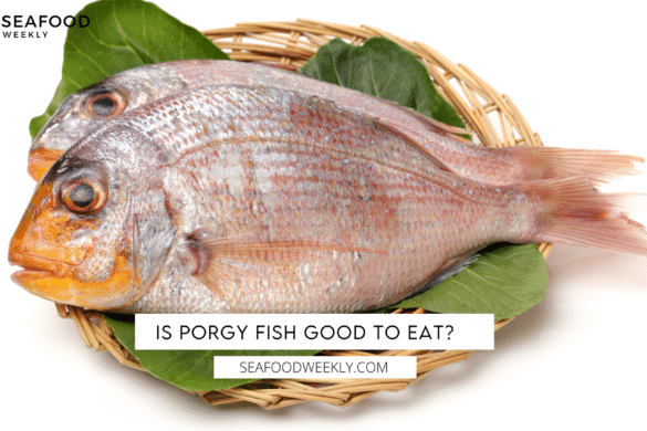 Everything You Need To Know About Porgy Fish